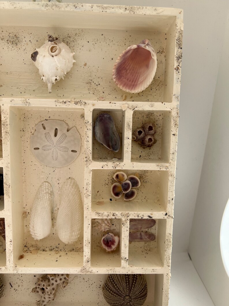 Printers Tray With Seashells,vintage Printer Tray Shell Collection ...
