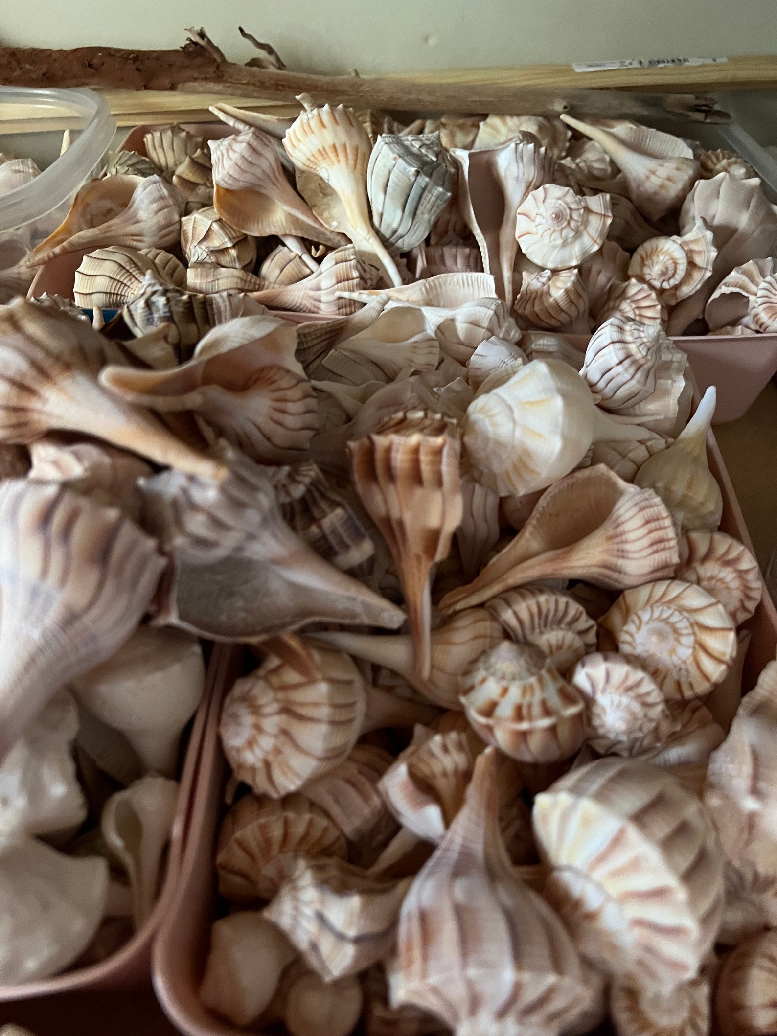 1 Lb Bulk Whelk Shells, Sanibel_bulk_shells,crafting,terrariums and ...