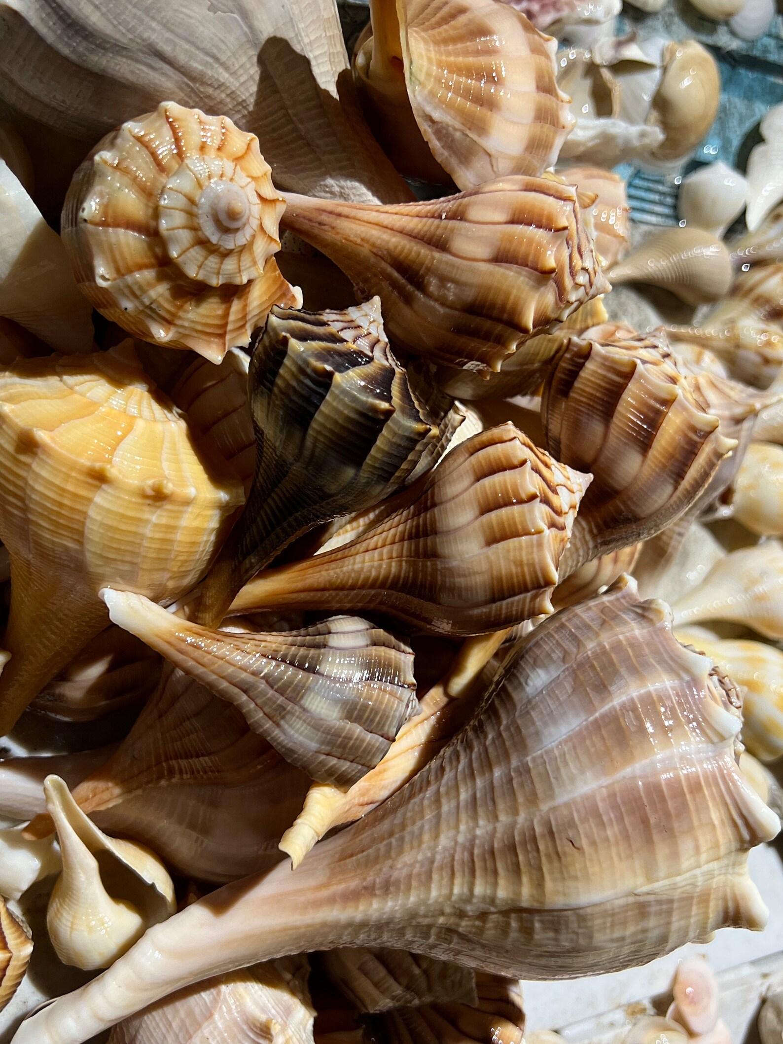 1 Lb Bulk Whelk Shells, Sanibel_bulk_shells,crafting,terrariums and ...