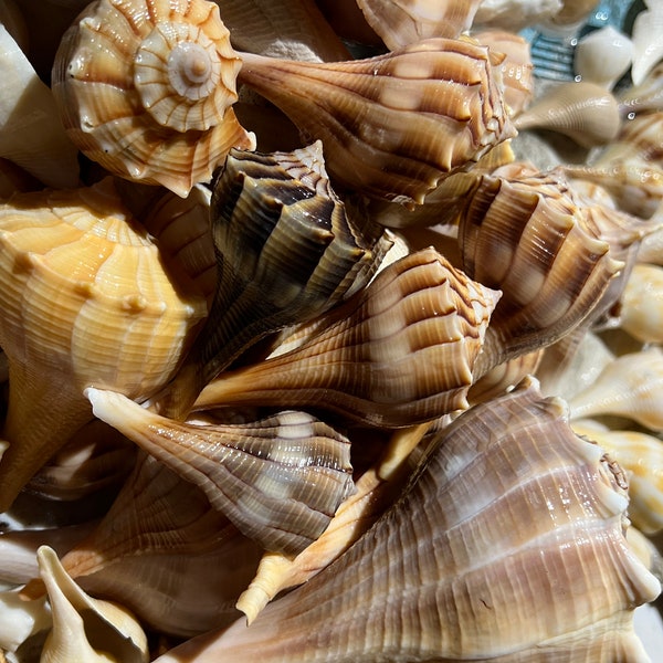 Shells for Sale - Etsy