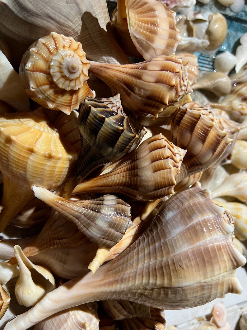 1 Lb Bulk Whelk Shells, Sanibel_bulk_shells,crafting,terrariums and ...