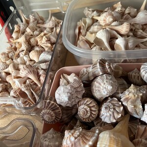 1 Lb Bulk Whelk Shells, Sanibel_bulk_shells,crafting,terrariums and ...