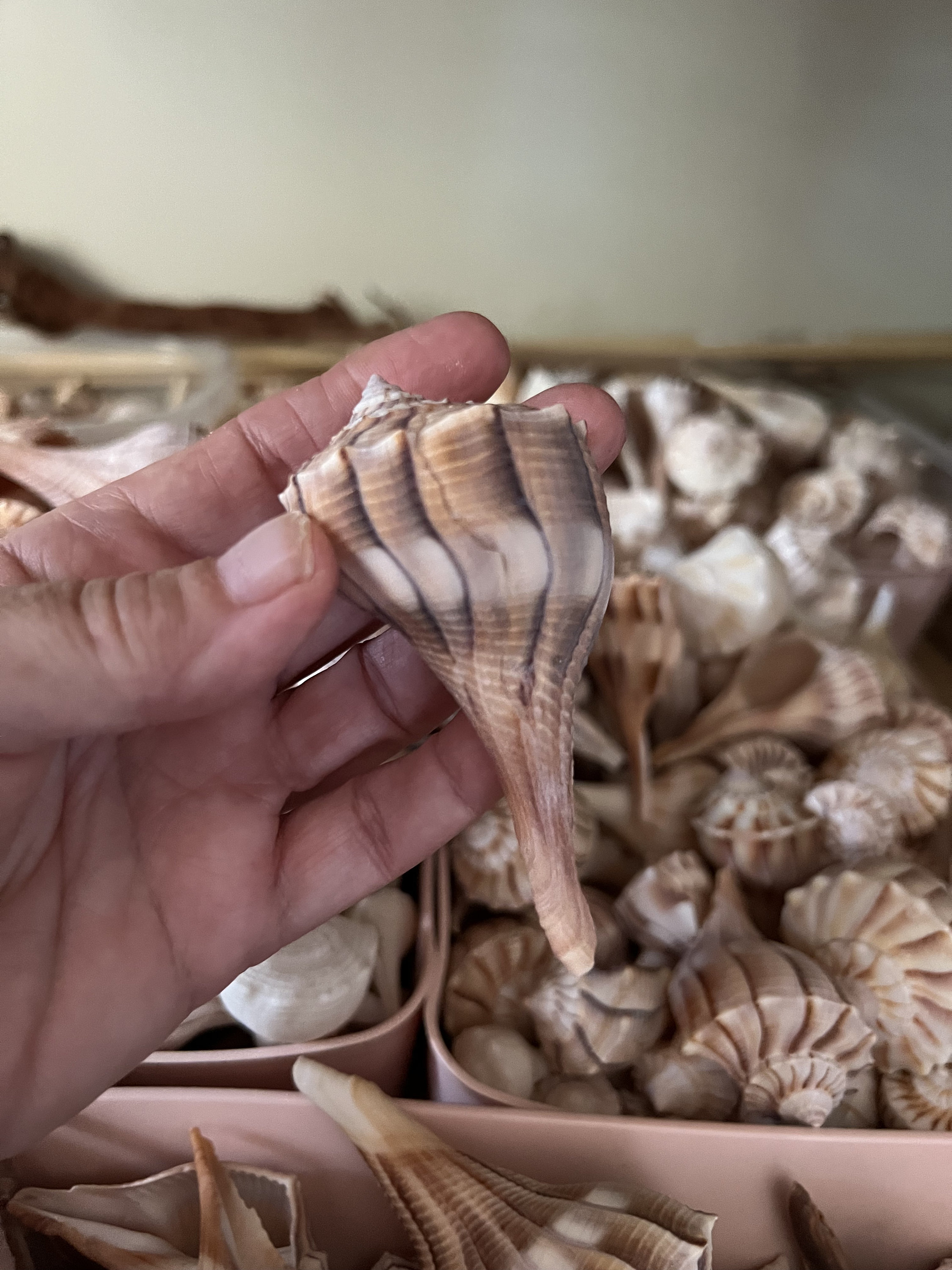 1 Lb Bulk Whelk Shells, Sanibel_bulk_shells,crafting,terrariums and ...