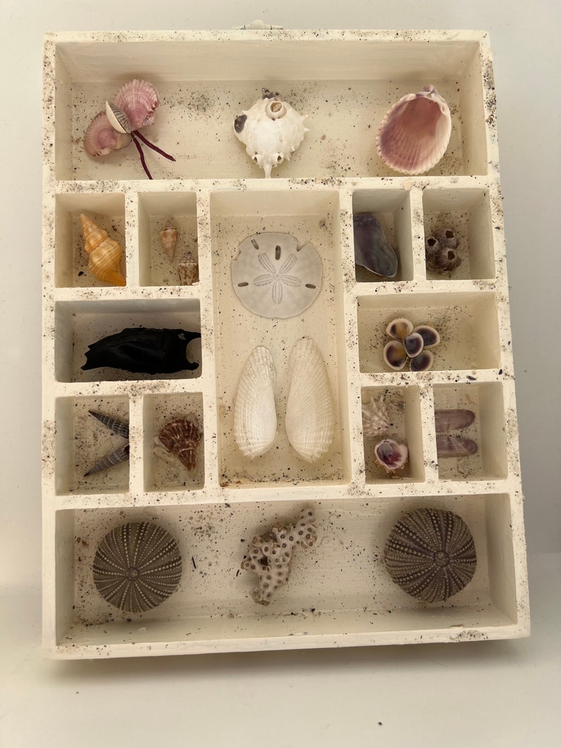 Printers Tray With Seashells,vintage Printer Tray Shell Collection ...
