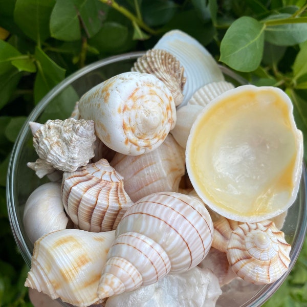 Seashell Centerpiece - Etsy