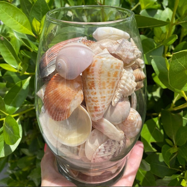 Seashell Centerpiece - Etsy