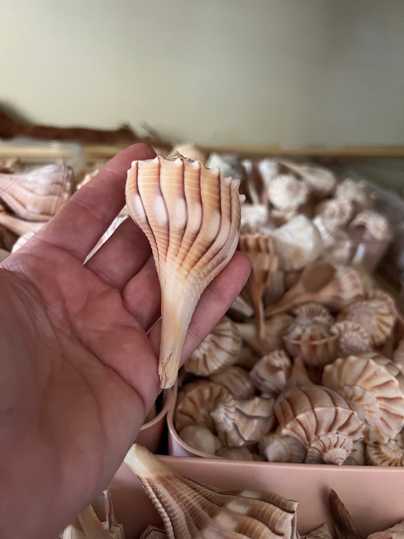 1 Lb Bulk Whelk Shells, Sanibel_bulk_shells,crafting,terrariums and ...