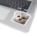 Zoom Lawyer Cat Sticker Zoom Cat Meme Sticker Funny Lawyer - Etsy