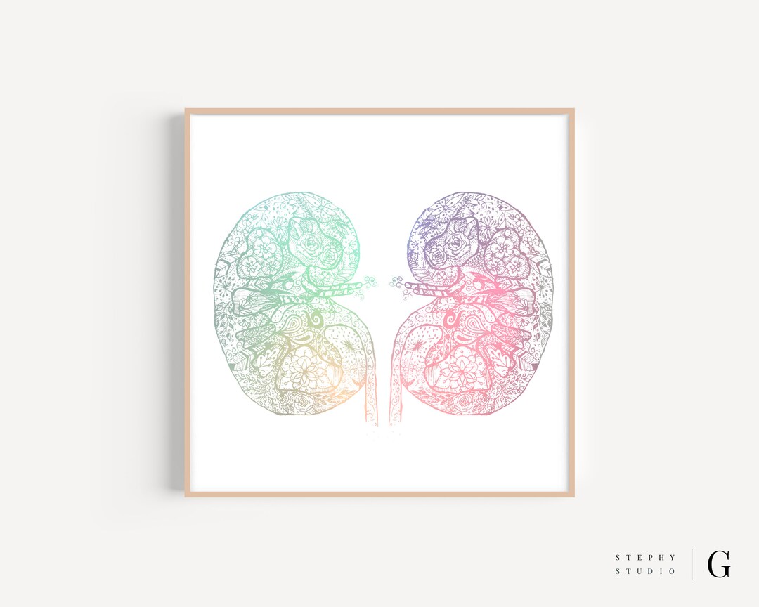 Kidney Art Print WHITE Anatomy Medical Art Foiled Print Wall Decor Wall ...