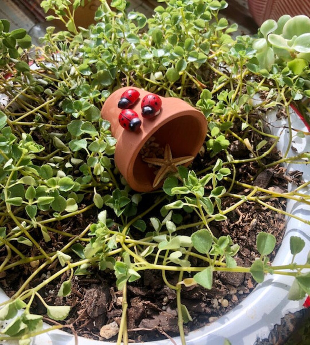 Miniature Ladybug Fairy Garden House // Fairy-gardens & Dollhouses - Etsy