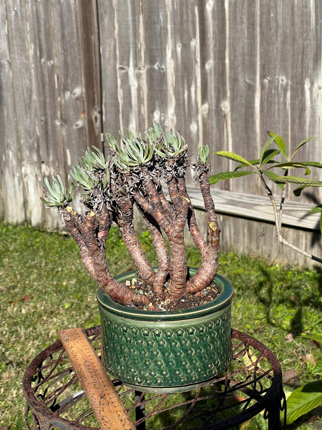 Rare Succulent- Dudleya Edulis Korean Import - Etsy
