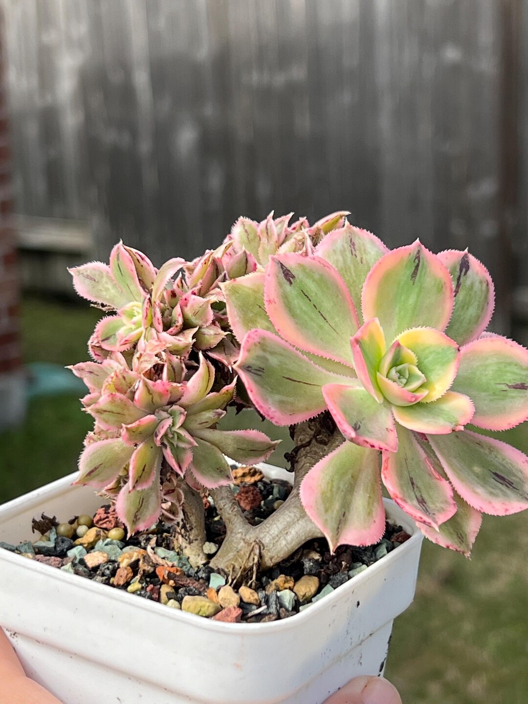 Small Aeonium Sunburst Crest 4" Wide - Etsy