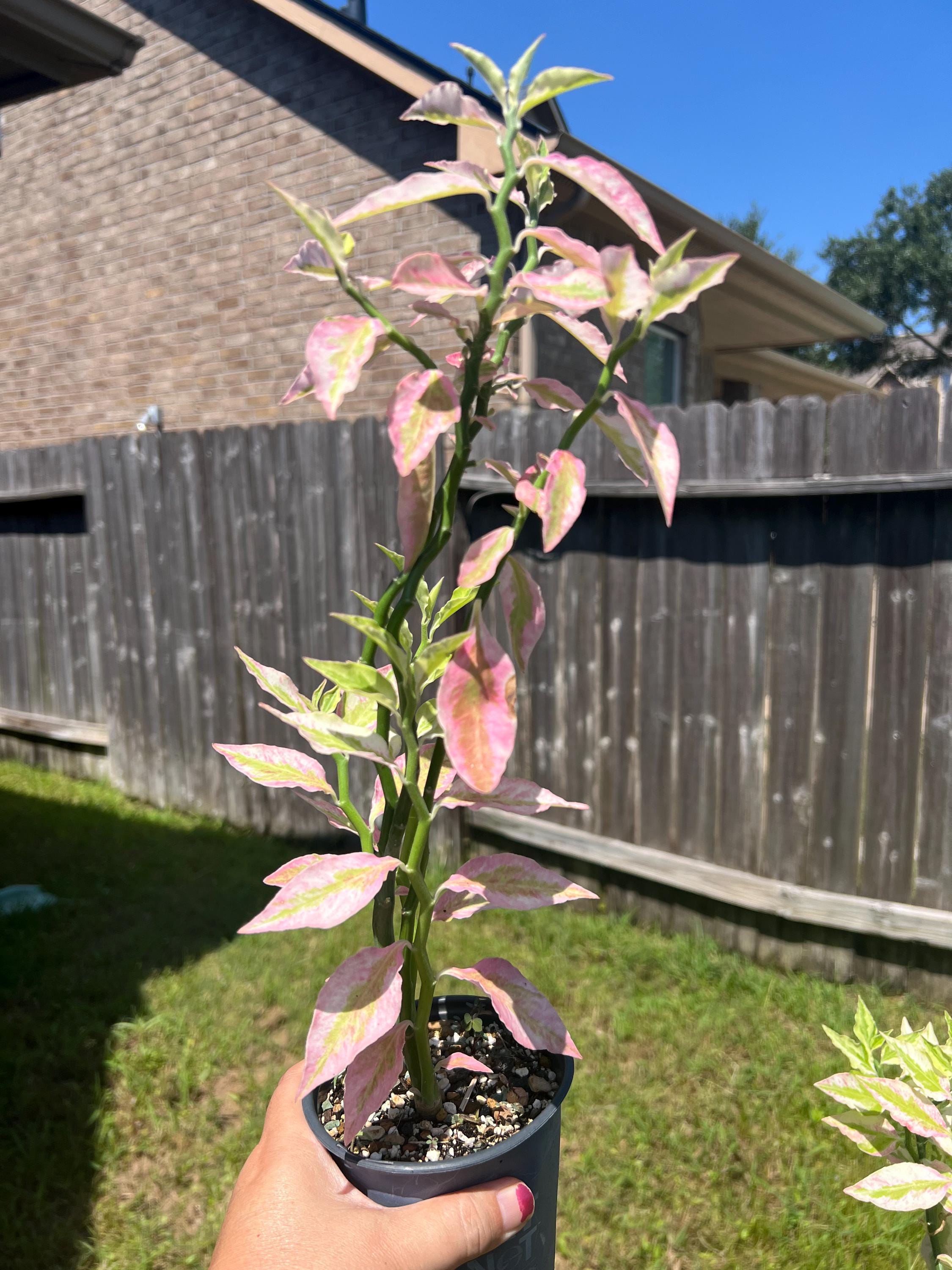 Pedilanthus Tithymaloides Variegated Pink ‘devil’s Backbone’ Rare ...