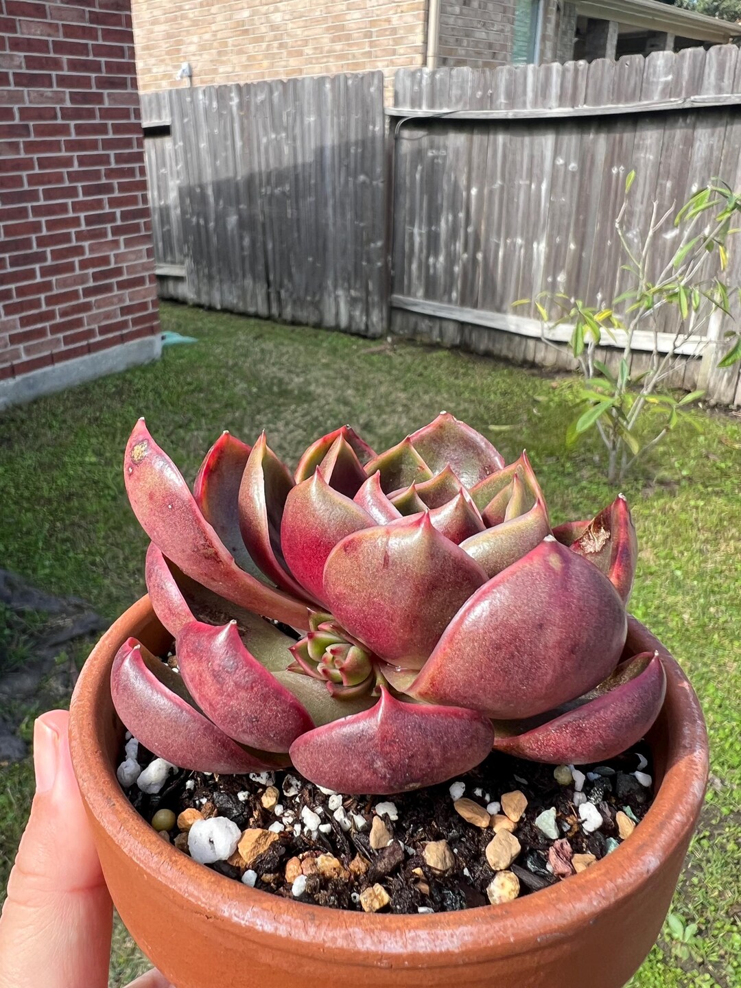 EXACT Plant -rare Echeveria Red Light Korean Import 4" - Etsy