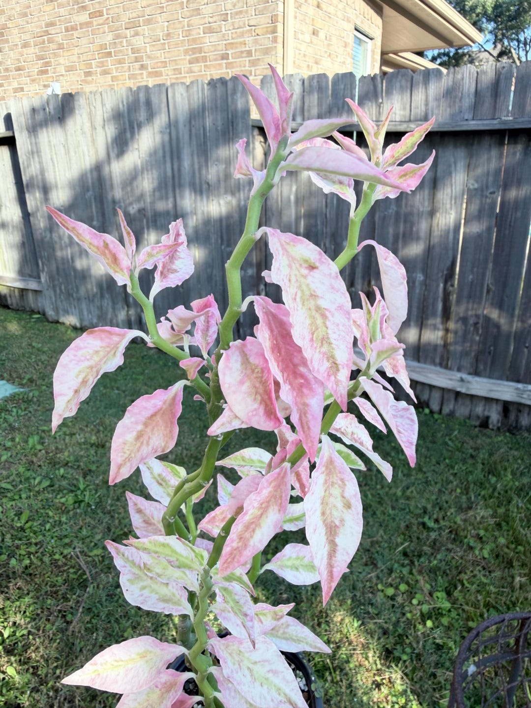 Pedilanthus Tithymaloides Variegated Pink ‘devil’s Backbone’ Rare ...