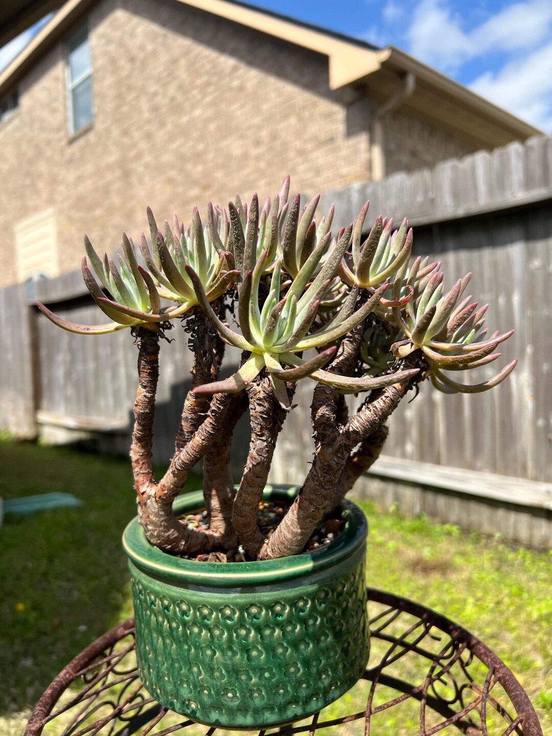 Rare Succulent- Dudleya Edulis Korean Import - Etsy