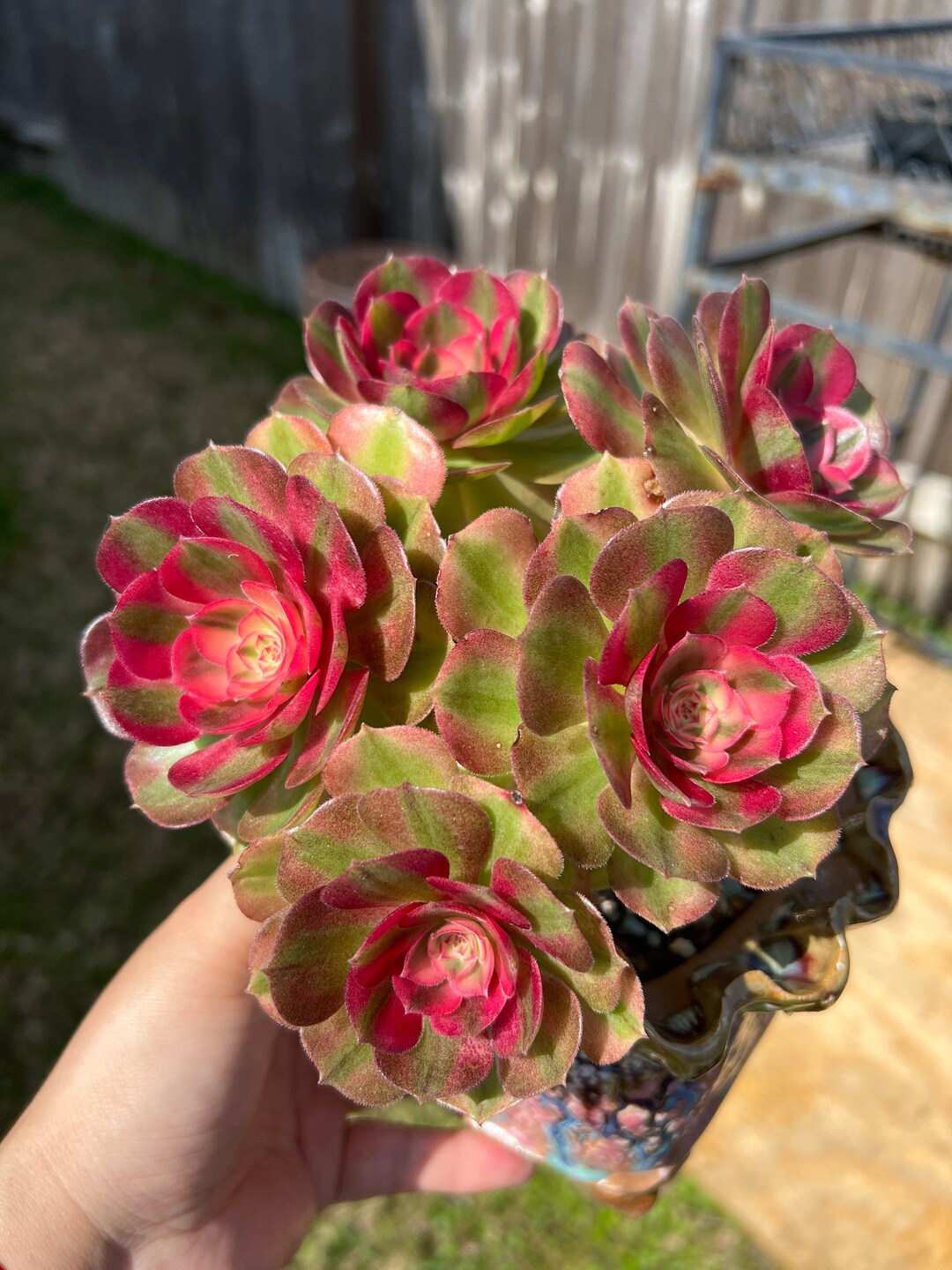 Aeonium Allure Cluster Imported - Etsy