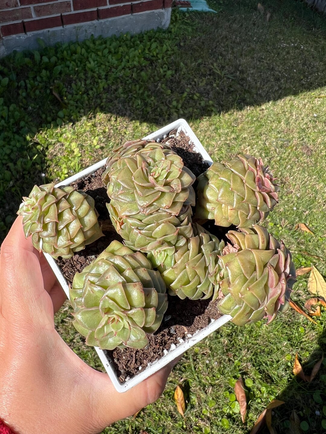 Echeveria Golden Fire Cluster Korean Import 5" Wide - Etsy