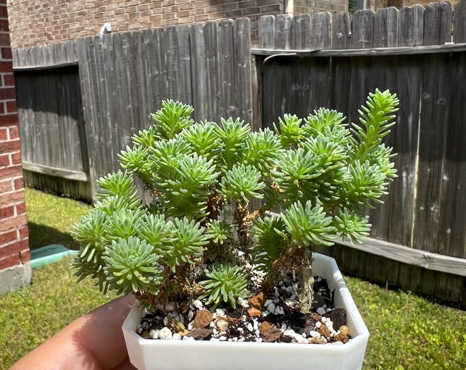 Sedum Multiceps (mini Joshua Tree) Cluster Korean Import 4" - Etsy