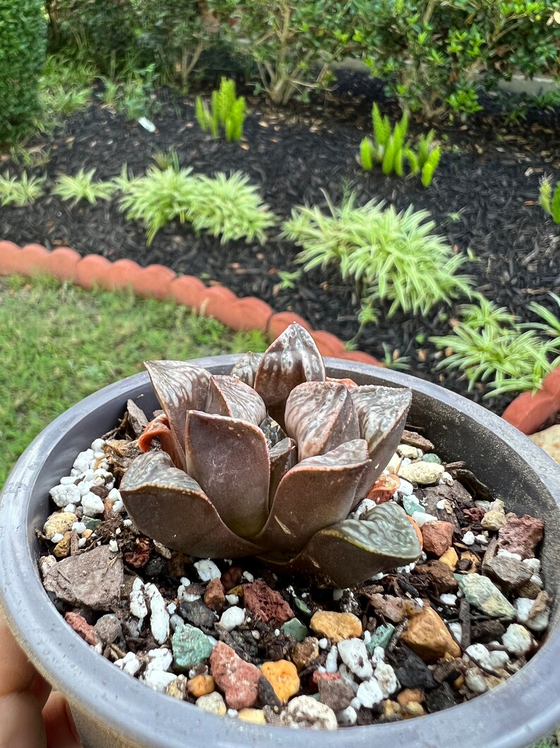 Haworthia Inga Rose Imported 2 - Etsy