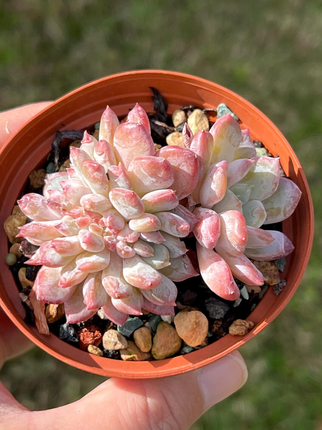 Echeveria Pink Berry Crest Imported 3" - Etsy