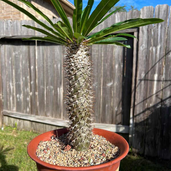 Madagascar Palm - Etsy