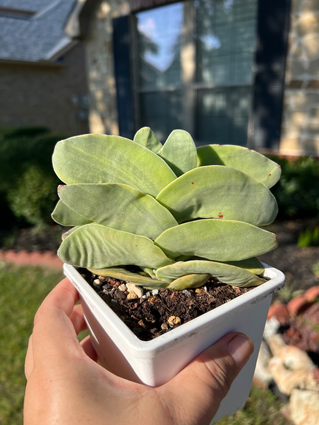 Variegated Crassula Perfoliata Var. Falcata Korean Import - Etsy