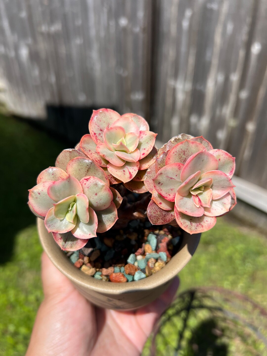 Variegated Echeveria Suyon Cluster Korean Import - Etsy