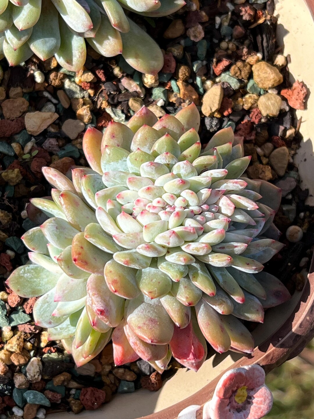 Rare Succulents - Echeveria Monroe Crest Korean Import - Etsy