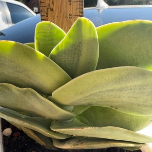 Variegated Crassula Perfoliata Var. Falcata Korean Import - Etsy