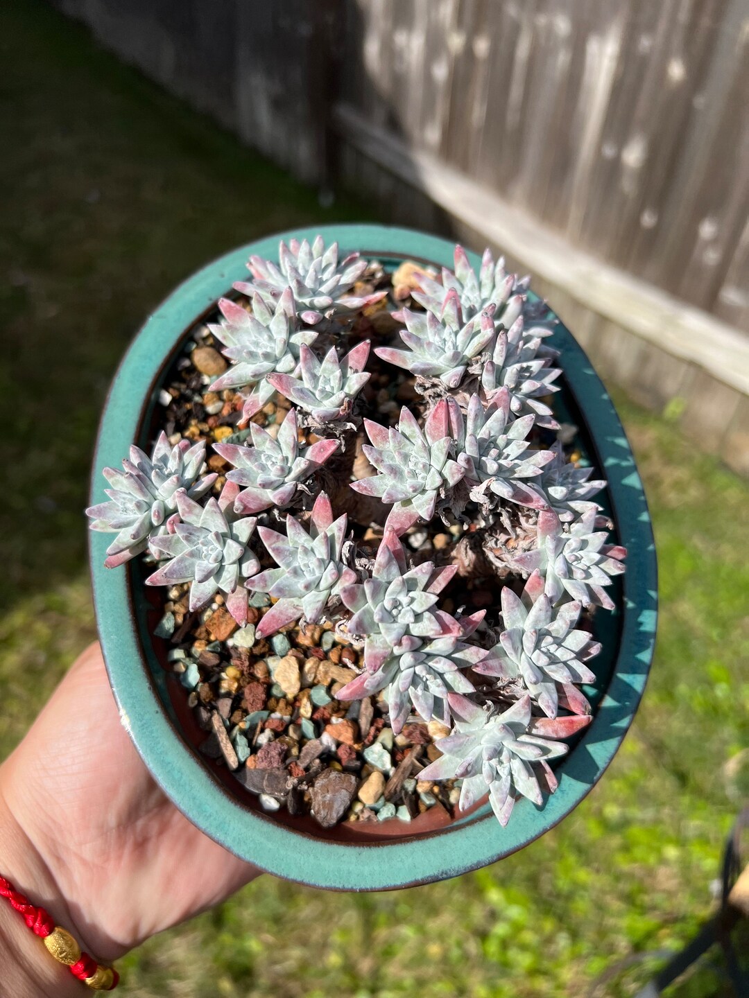 Rare Succulent Dudleya Gnoma Korean Import - Etsy