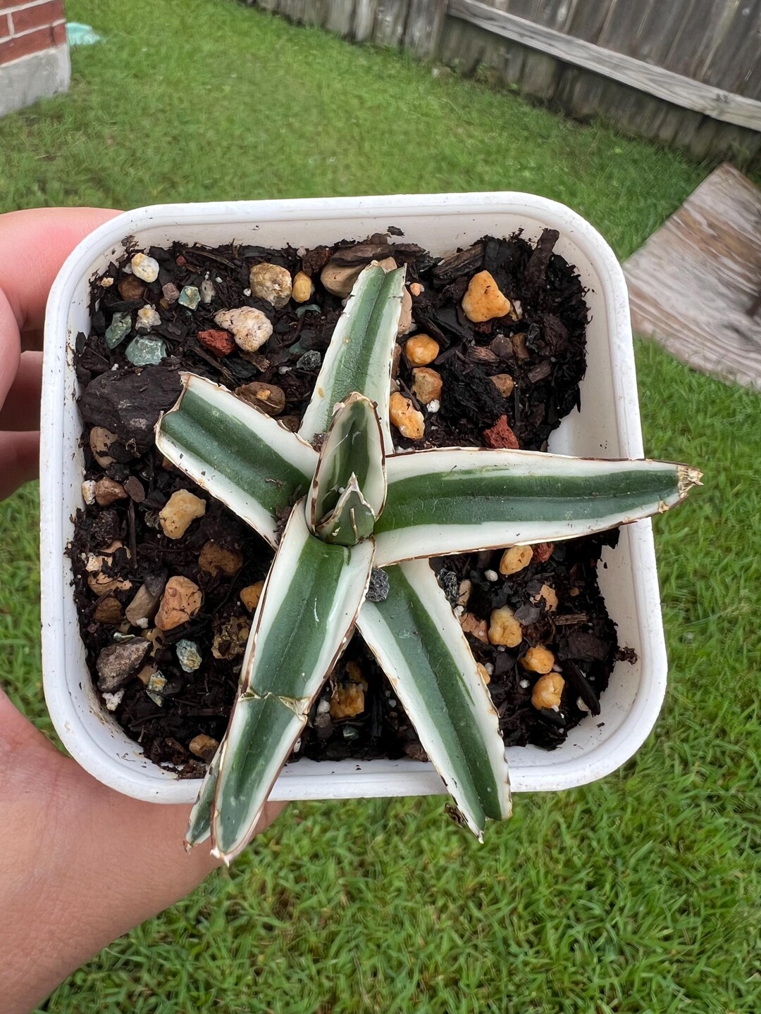 Rare Baby Agave White Rhino 3 Wide - Etsy