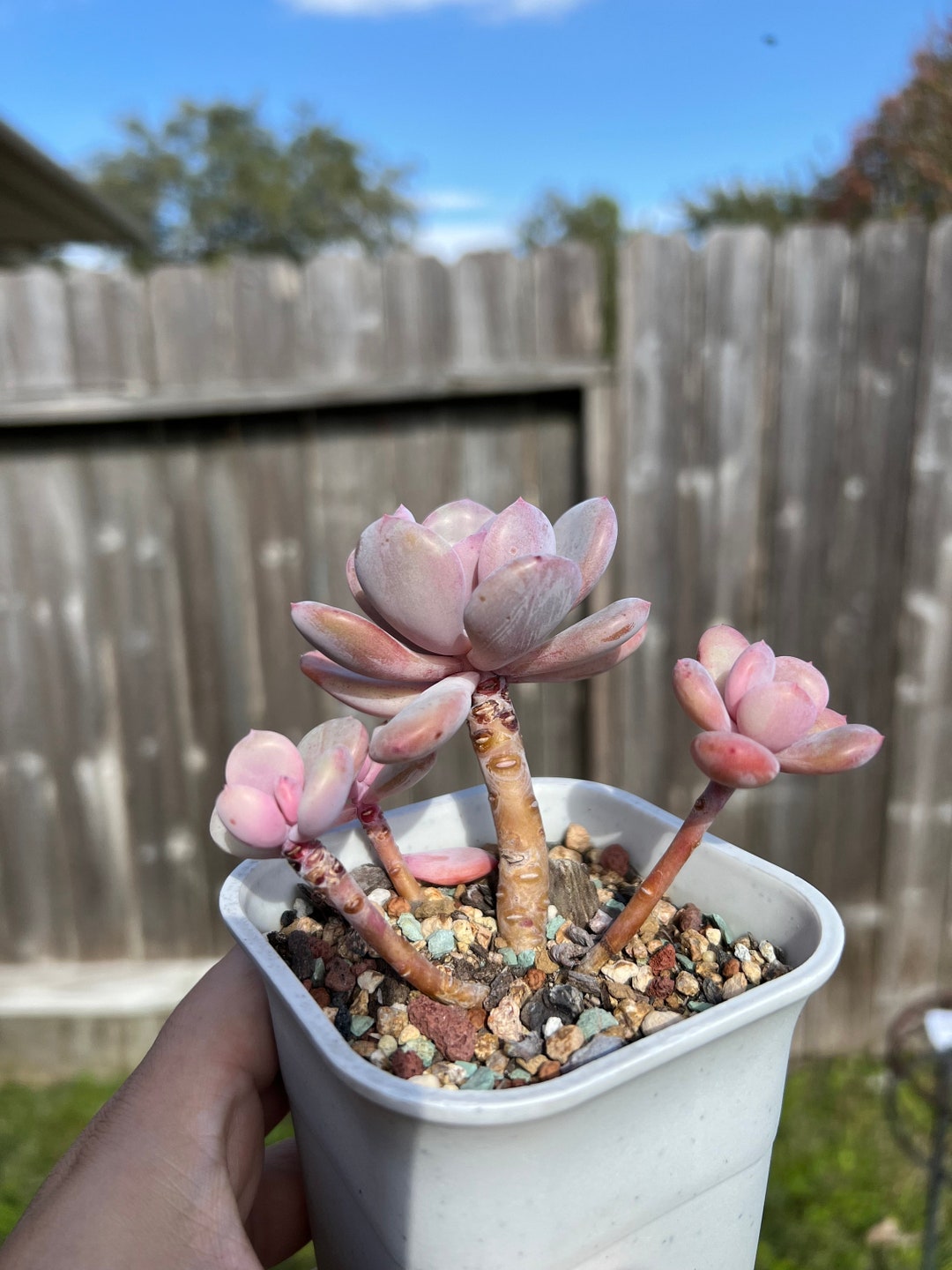 Pachyphytum Roly Poly Imported - Etsy