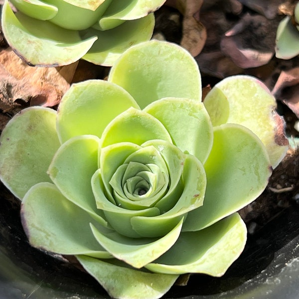 Mountain Rose Succulent - Etsy