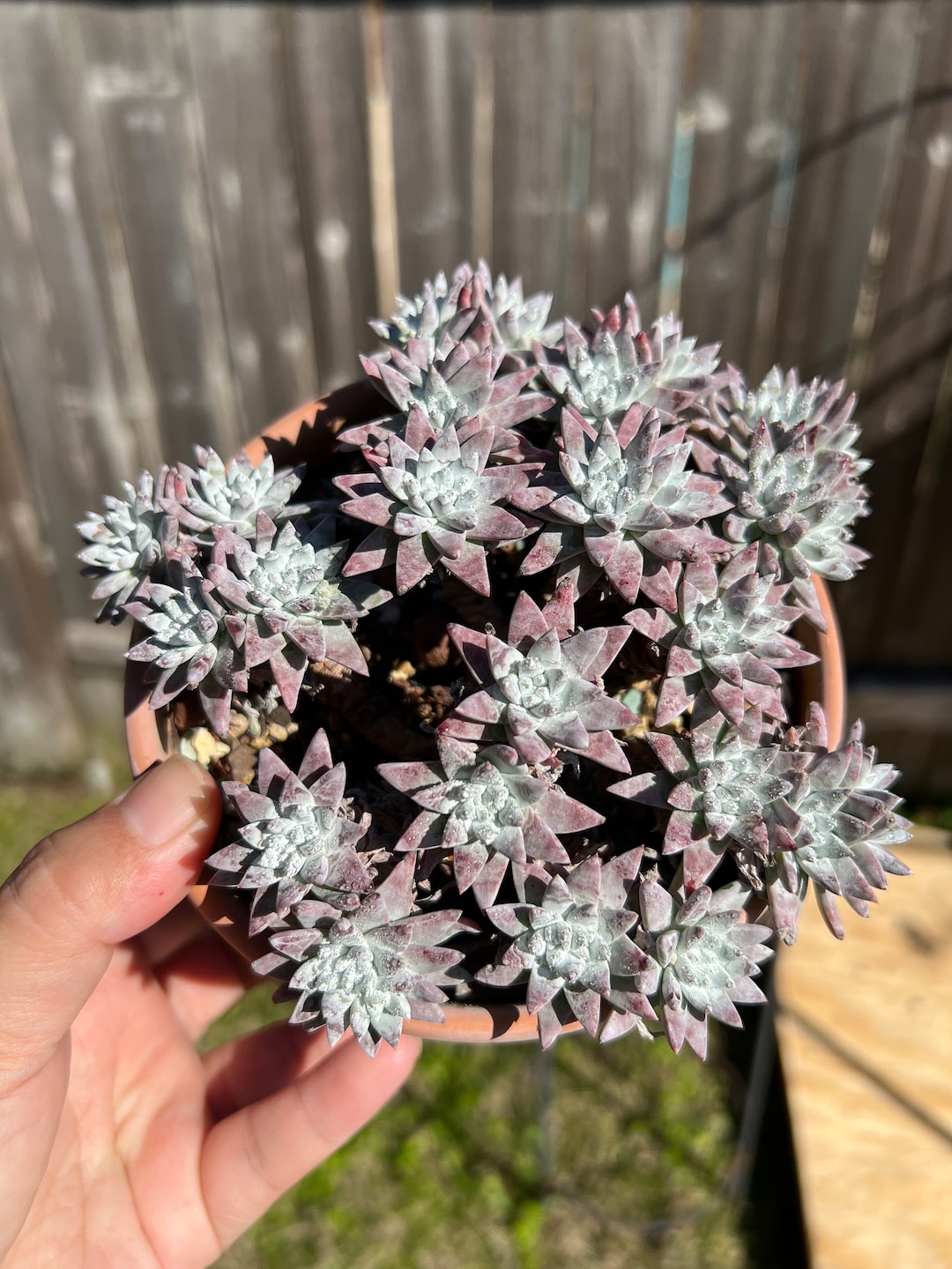 Rare Succulent Dudleya Gnoma Korean Import - Etsy