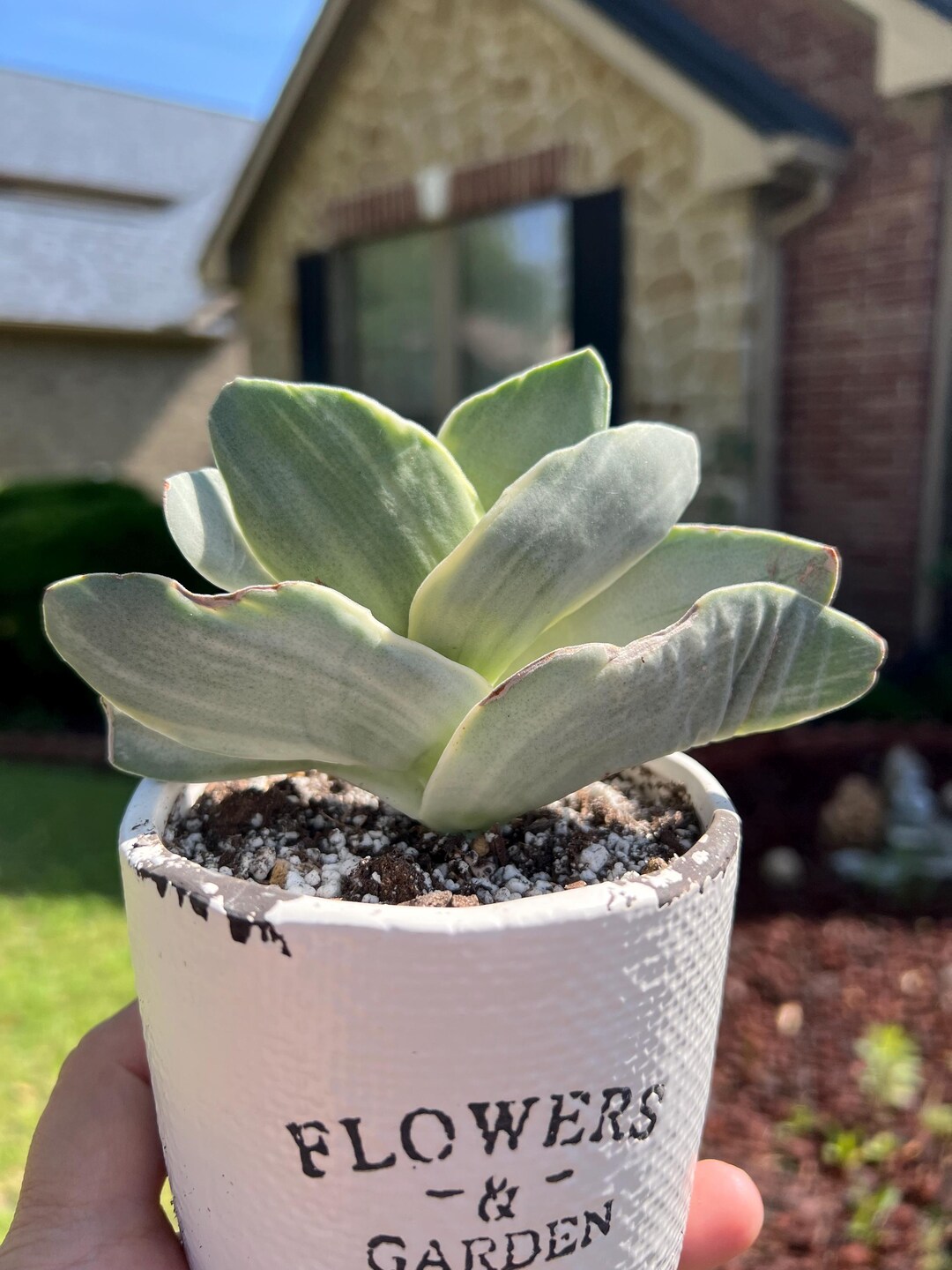 Variegated Crassula Perfoliata Var. Falcata Korean Import - Etsy