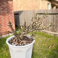 Beautiful Succulent: Dicrocaulon Ramulosum (l.bolus) Ihlenf Purple ...