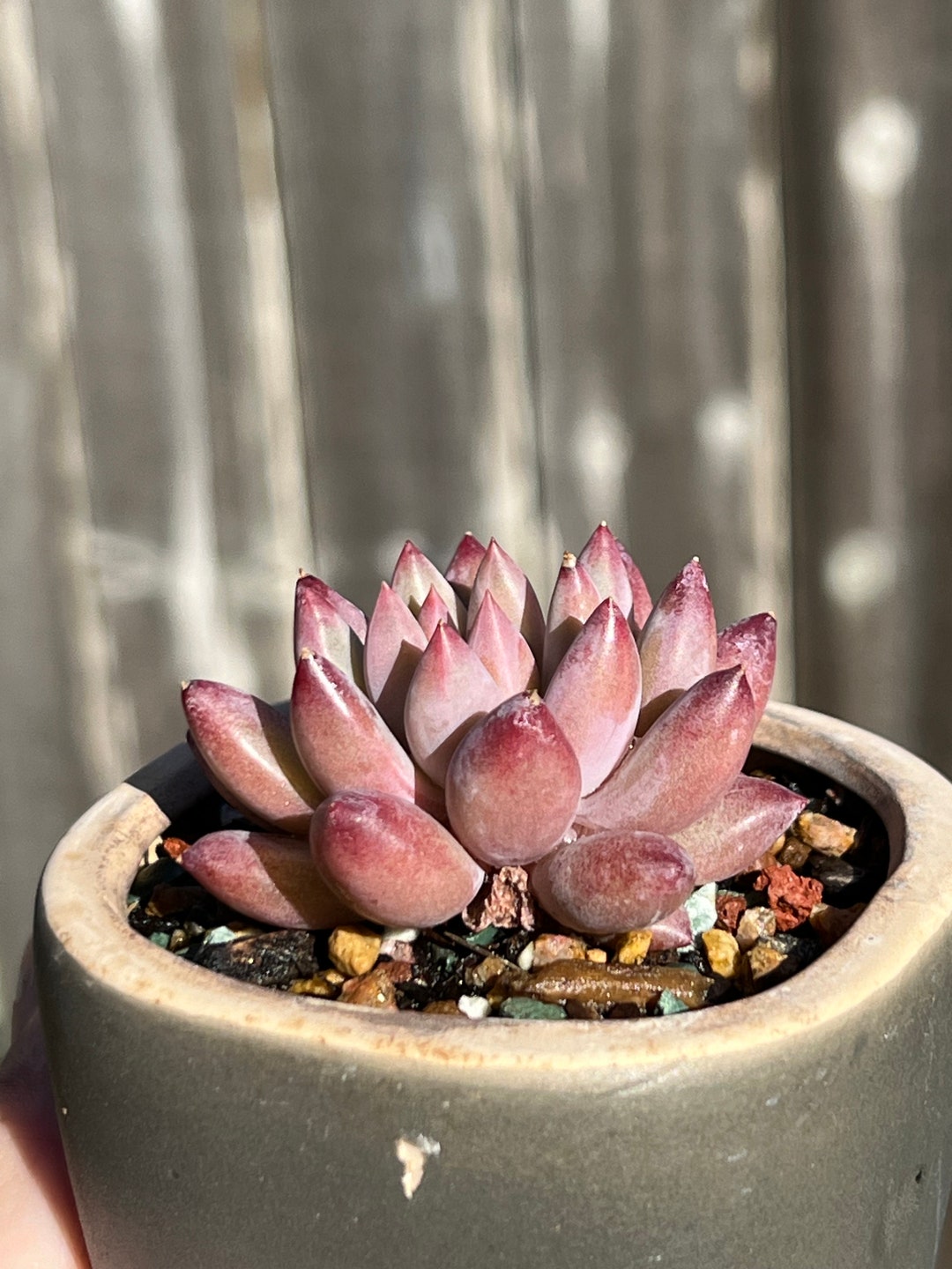 Echeveria Goldfish Korean Import 2.5 - Etsy
