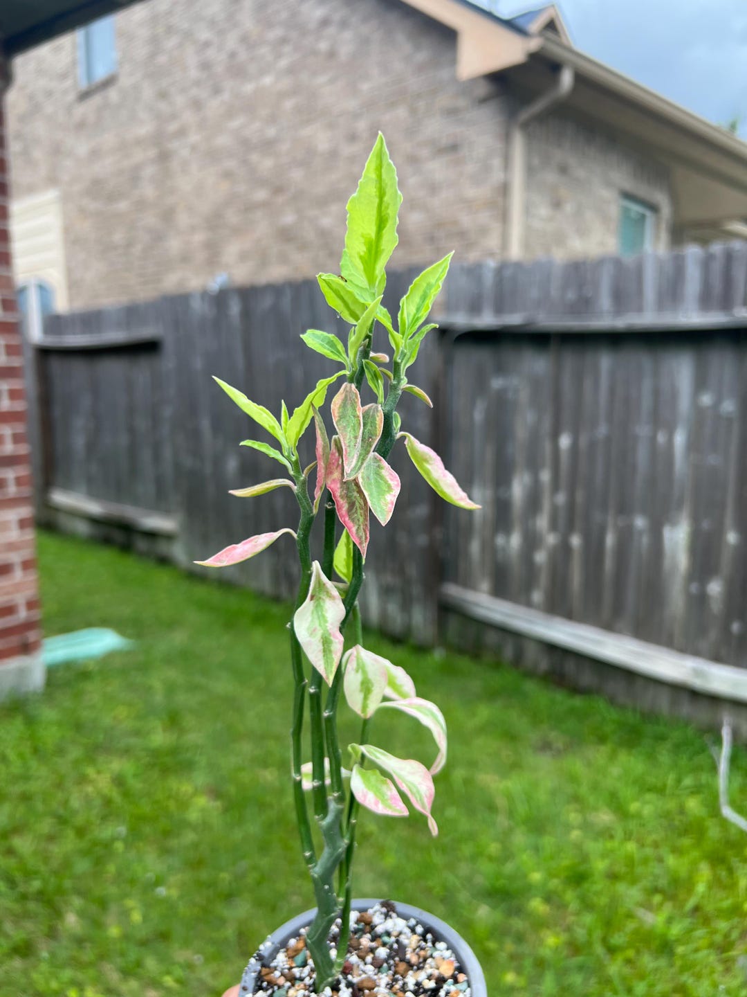 Pedilanthus Tithymaloides Variegated Pink ‘devil’s Backbone’ Rare ...