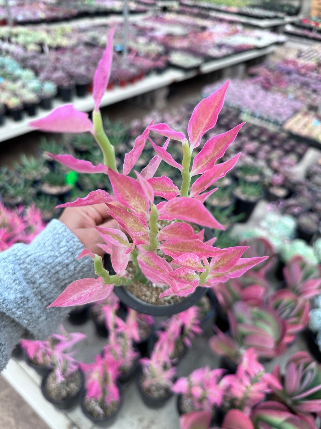 Pedilanthus Tithymaloides Variegated Pink ‘devil’s Backbone’ Rare ...