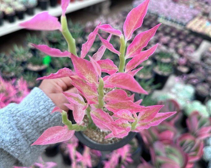 Pedilanthus Tithymaloides Variegated Pink ‘devil’s Backbone’ Rare ...