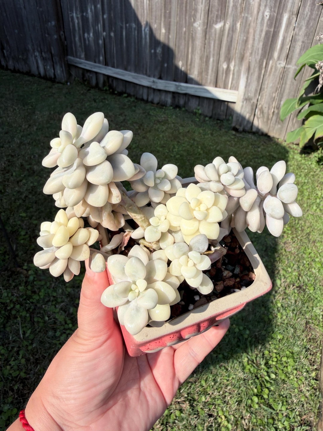 Rare Succulent - Variegated Graptopetalum Ellen - Etsy