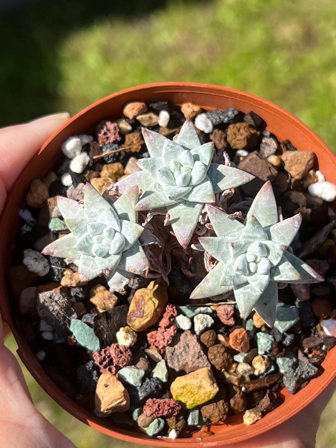 Rare Succulent- Dudleya Gnoma Korean Import - Etsy