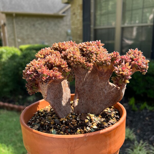 Aeonium - Etsy