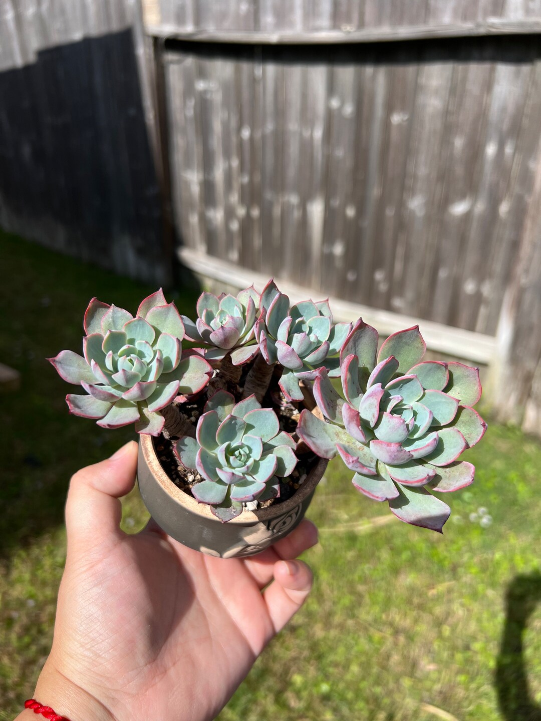 Echeveria Sp Cluster 5.5 Wide Import - Etsy