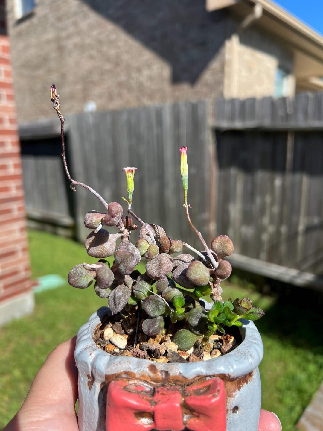 Adromischus Marianiae Little Spheroid Korean Import - Etsy