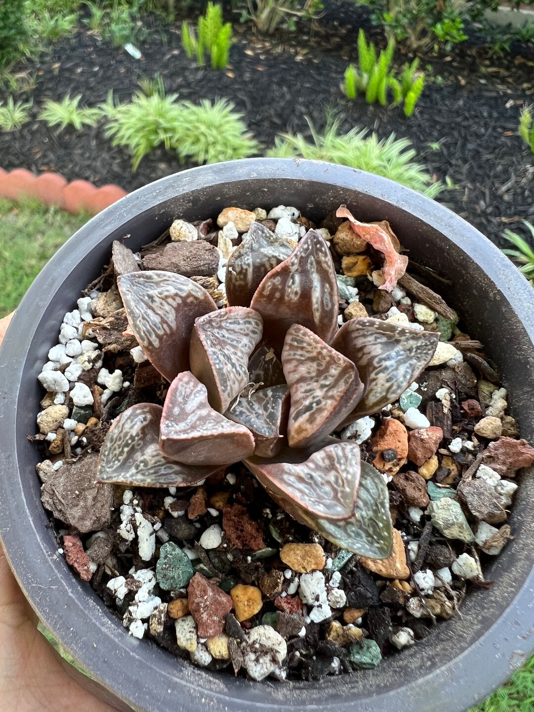 Haworthia Inga Rose Imported 2" - Etsy