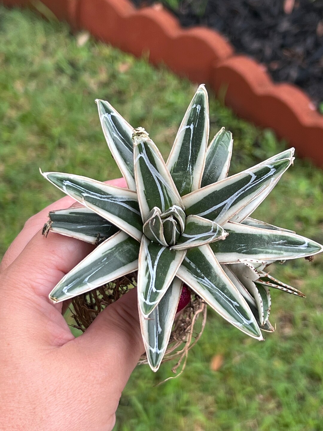 Rare Agave White Rhino 4.5 Wide With a Baby - Etsy