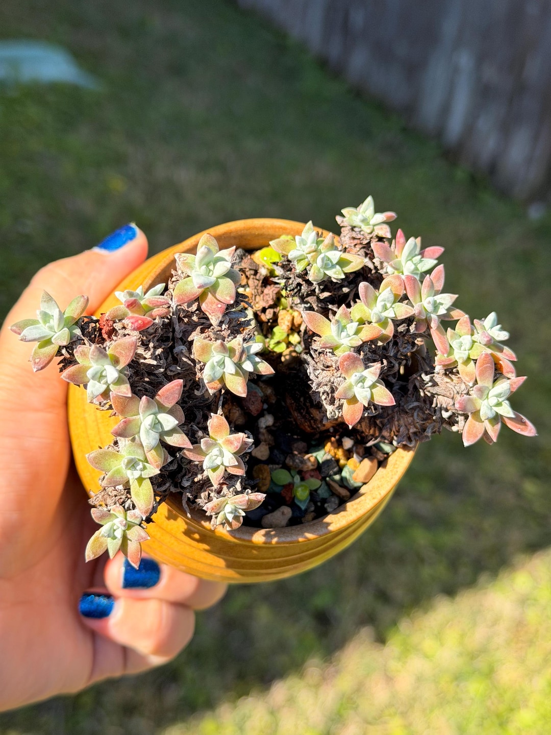 Rare Succulent- Dudleya Gnoma Korean Import - Etsy