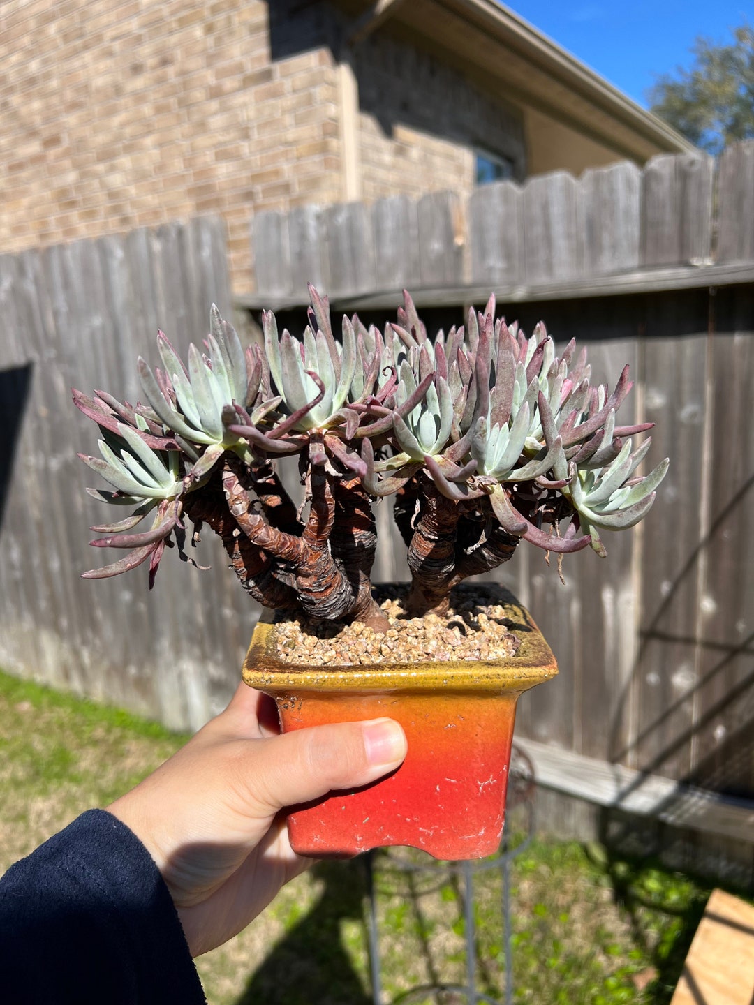 Rare Succulent Dudleya Edulis Korean Import - Etsy